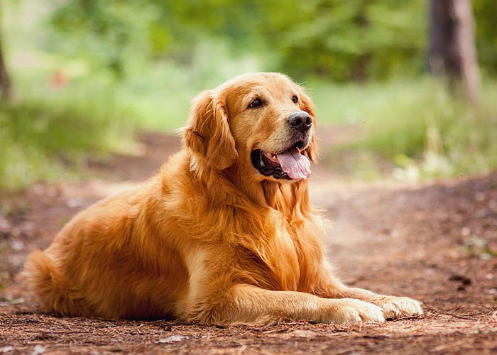 Photos et vidéos de votre élevage de chien à Évreux