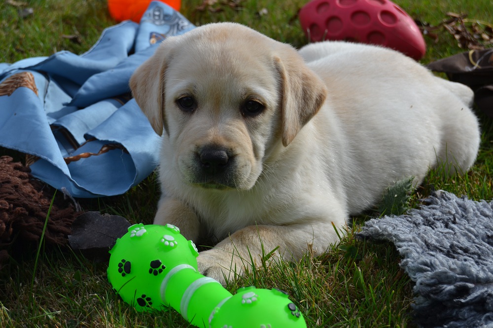 Elevage de labrador à Évreux