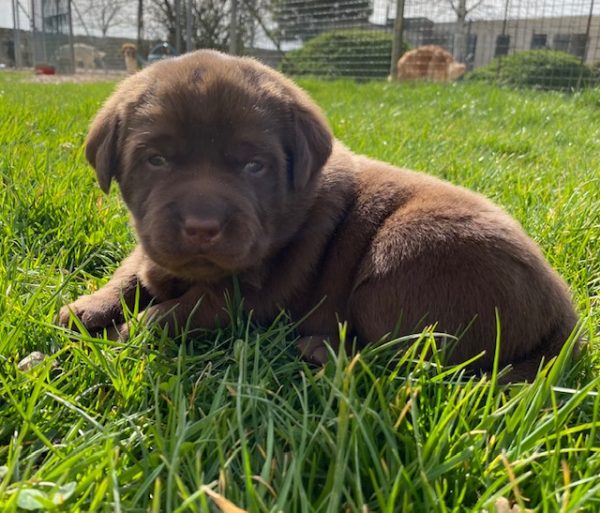 Elevage de labrador à Évreux